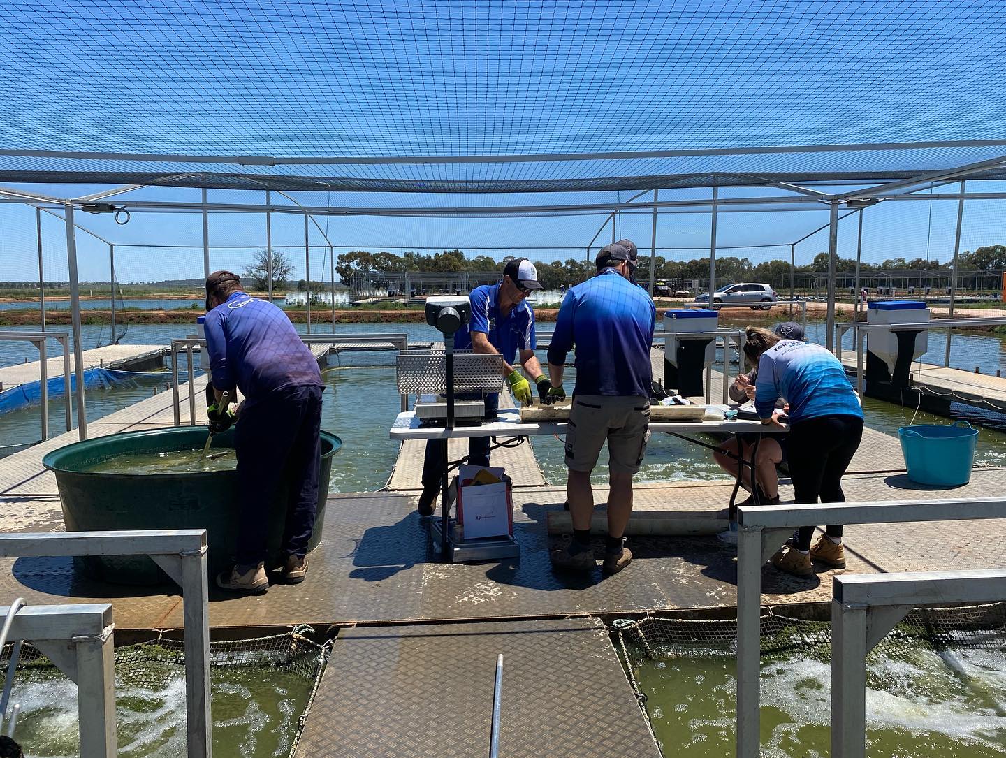 Murray Cod Production - Visit Coleambally